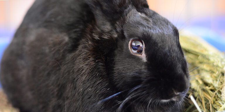 How to Litter Train Your Rabbit