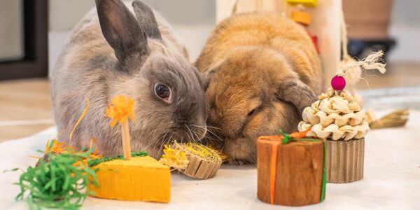 Top 10 Toys and Accessories for Rabbits