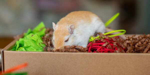 Top 10 Toys and Accessories for Hamsters and Gerbils
