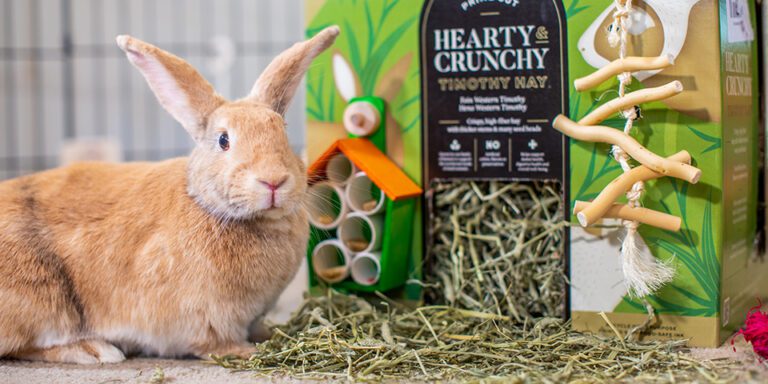 Top 10 Toys and Accessories for Rabbits