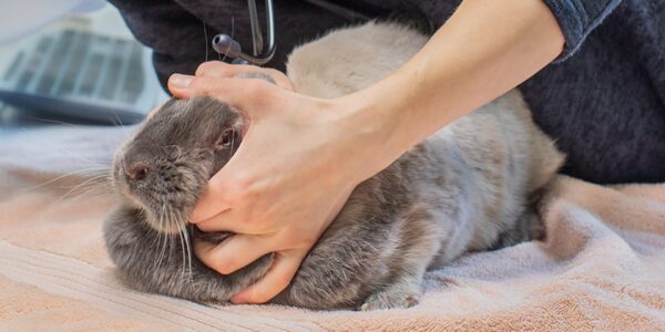 Do Rabbits Have Allergies? - Oxbow Animal Health