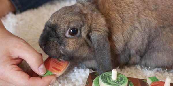 Top 10 Toys and Accessories for Rabbits