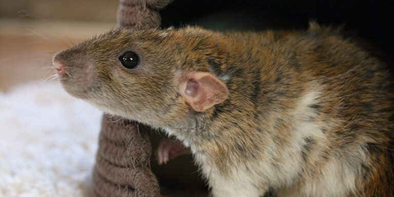 A Beginner’s Guide to Small Exotic Mammals as Pets