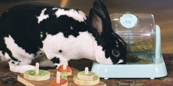 Top 10 Toys and Accessories for Rabbits