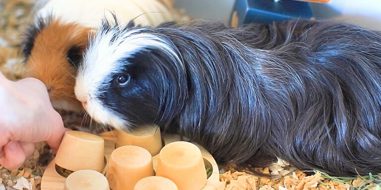 Top 10 Guinea Pig Toys and Accessories
