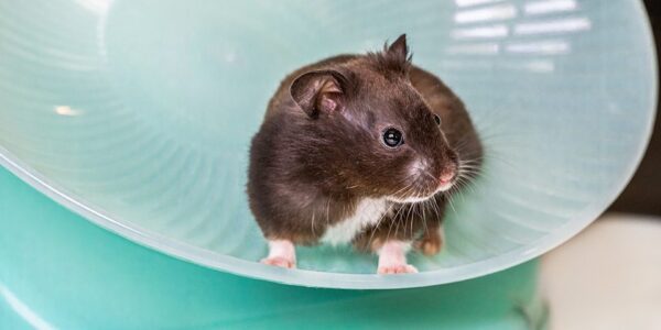Top 10 Toys and Accessories for Hamsters and Gerbils