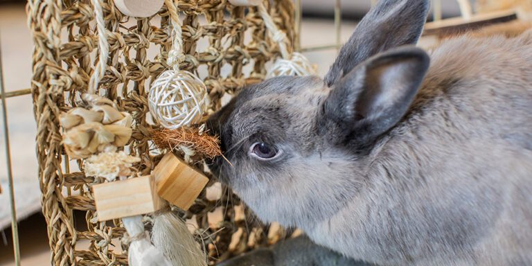 Top 10 Toys and Accessories for Rabbits
