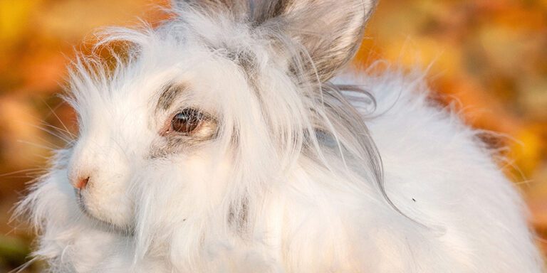 Hairballs in Rabbits & Guinea Pigs (Signs, Treatment, Prevention)