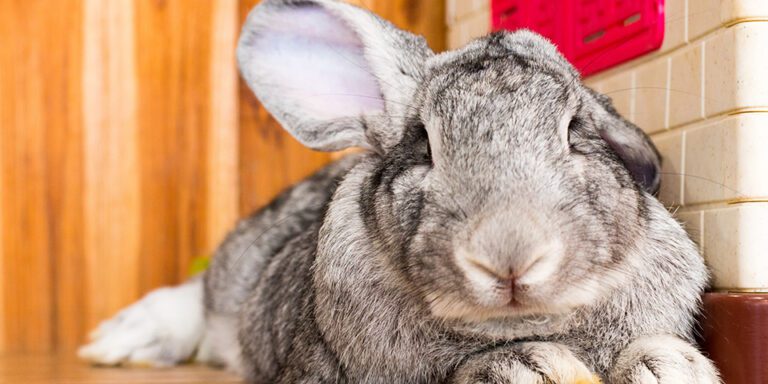Essential Guide to the Top 13 Largest Rabbit Breeds - Oxbow Animal Health