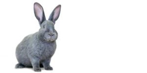 Essential Guide to the Top 13 Largest Rabbit Breeds - Oxbow Animal Health