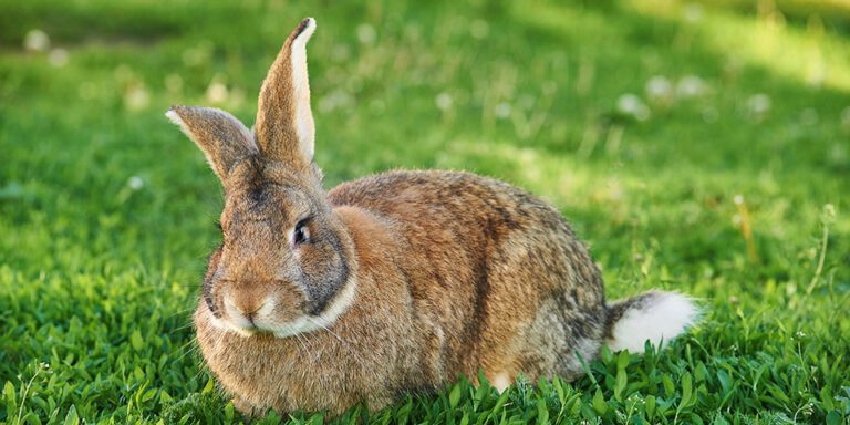 Essential Guide to the Top 13 Largest Rabbit Breeds - Oxbow Animal Health