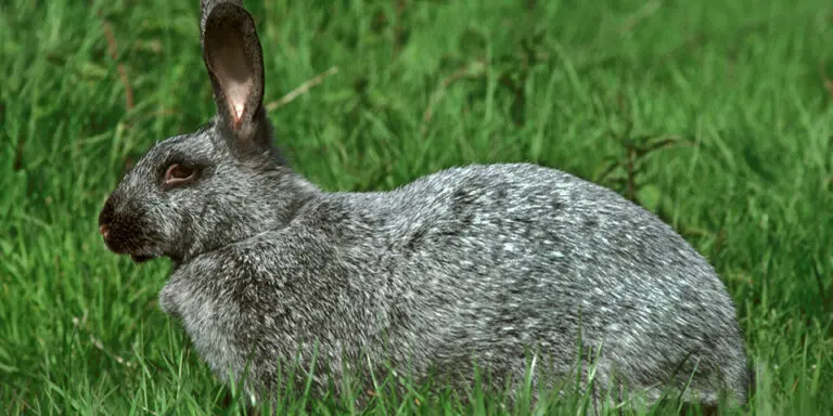 Essential Guide to the Top 13 Largest Rabbit Breeds - Oxbow Animal Health