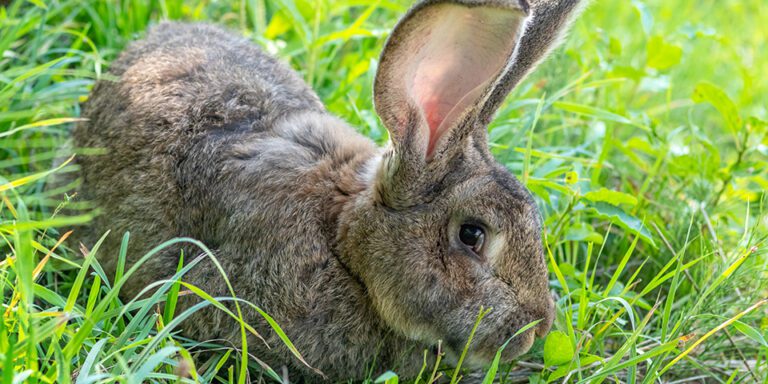 Essential Guide to the Top 13 Largest Rabbit Breeds - Oxbow Animal Health