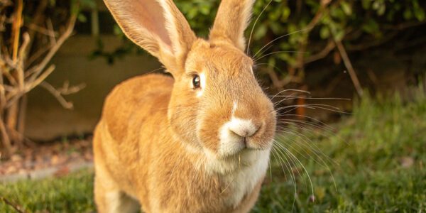 Essential Guide to the Top 13 Largest Rabbit Breeds - Oxbow Animal Health