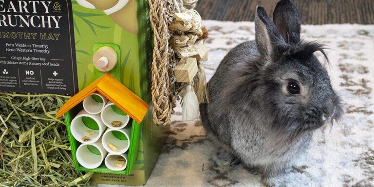 A Complete Guide to Spaying or Neutering Your Rabbit