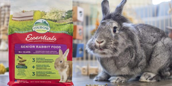 Rabbit Lifespan and Life Stages