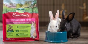 Rabbit Lifespan and Life Stages