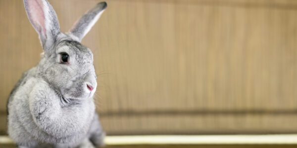 Essential Guide to the Top 13 Largest Rabbit Breeds - Oxbow Animal Health