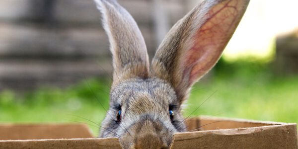 Essential Guide to the Top 13 Largest Rabbit Breeds - Oxbow Animal Health