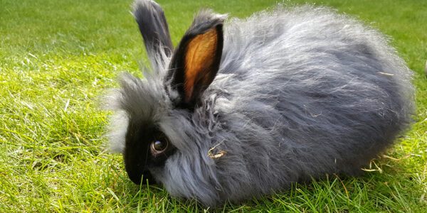 Essential Guide to the Top 13 Largest Rabbit Breeds - Oxbow Animal Health