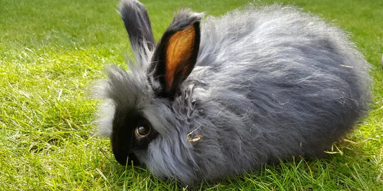 Essential Guide to the Top 13 Largest Rabbit Breeds - Oxbow Animal Health