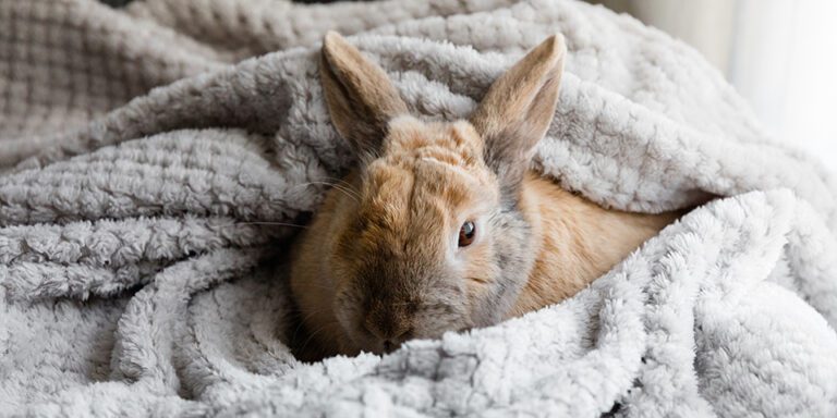 A Complete Guide to Spaying or Neutering Your Rabbit