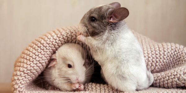 7 Common Chinchilla Health Issues