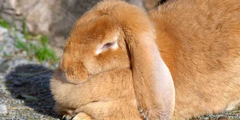Essential Guide to the Top 13 Largest Rabbit Breeds - Oxbow Animal Health