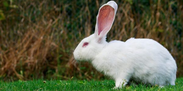 Essential Guide to the Top 13 Largest Rabbit Breeds - Oxbow Animal Health
