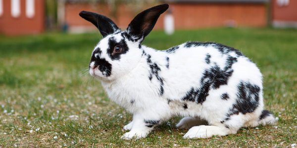 Essential Guide to the Top 13 Largest Rabbit Breeds - Oxbow Animal Health