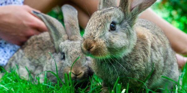 A Complete Guide to Spaying or Neutering Your Rabbit