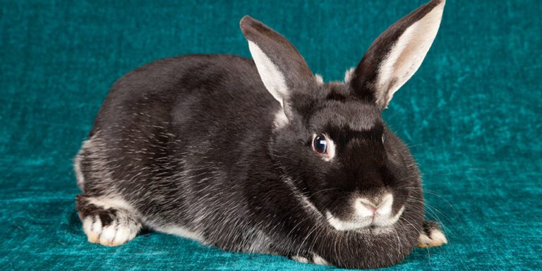 Essential Guide to the Top 13 Largest Rabbit Breeds - Oxbow Animal Health
