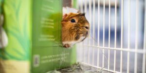 Getting to Know Supplements: Natural Science Papaya Support Information