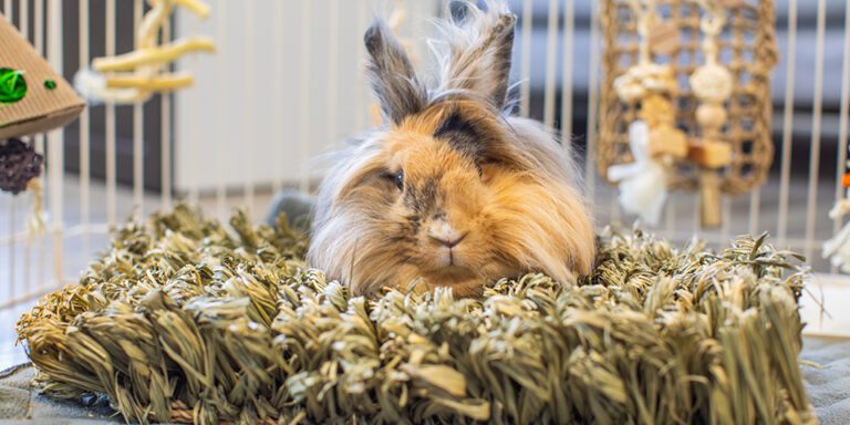 Top 10 Toys and Accessories for Rabbits