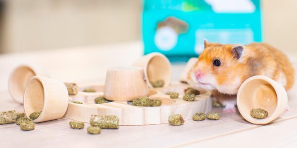 Top 10 Toys and Accessories for Hamsters and Gerbils