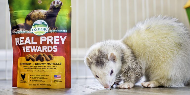 How To Train Your Ferret - Oxbow Animal Health