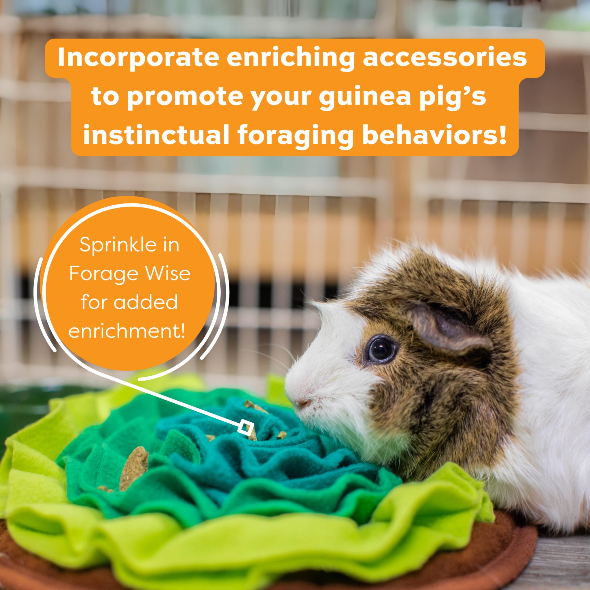 Forage Wise Adult Guinea Pig Food - Oxbow Animal Health