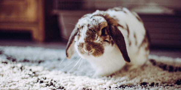 Rabbit Hemorrhagic Disease (RHDV2): What You Need to Know | Oxbow