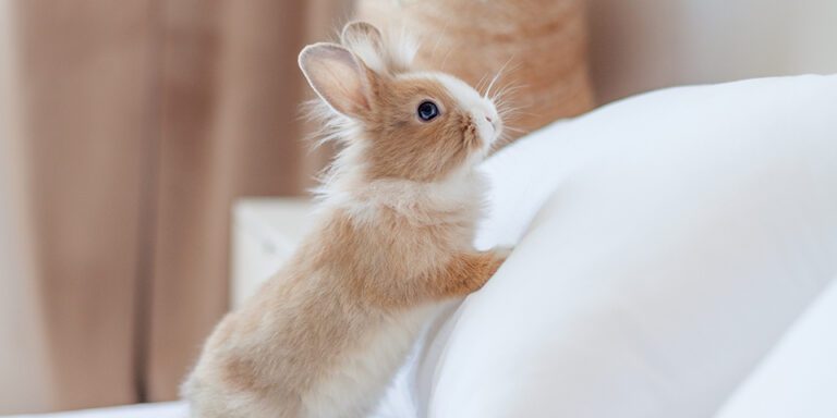 Rabbit Hemorrhagic Disease (RHDV2): What You Need to Know | Oxbow