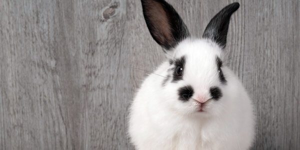 Rabbit Hemorrhagic Disease (RHDV2): What You Need to Know | Oxbow