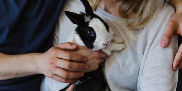 Rabbit Hemorrhagic Disease (RHDV2): What You Need to Know | Oxbow
