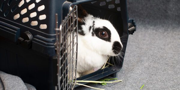 Rabbit Hemorrhagic Disease (RHDV2): What You Need to Know | Oxbow