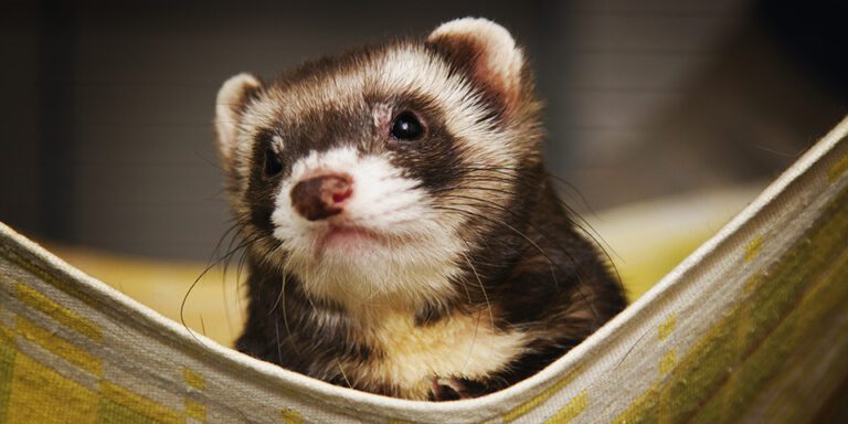 How To Train Your Ferret - Oxbow Animal Health