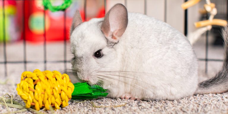 All About Chewing Instincts and Small Pets | Oxbow Animal Health