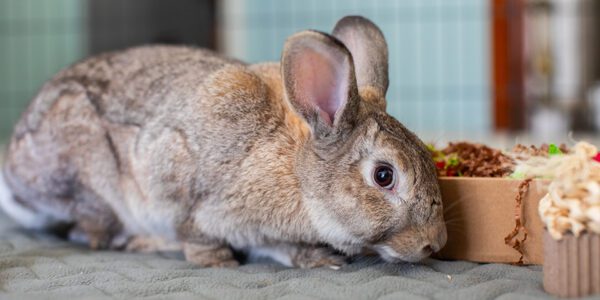 How to Tell if Your Pet Rabbit is Stressed and How to Help