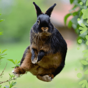 Hop Into Summer - Oxbow Animal Health