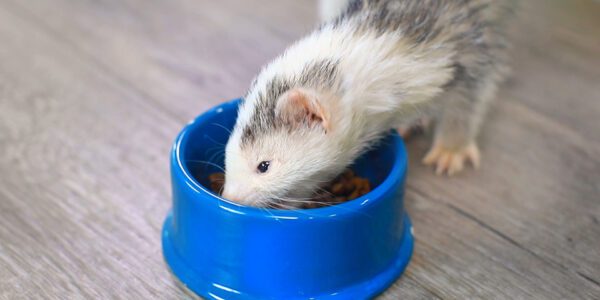 What Do Ferrets Eat?