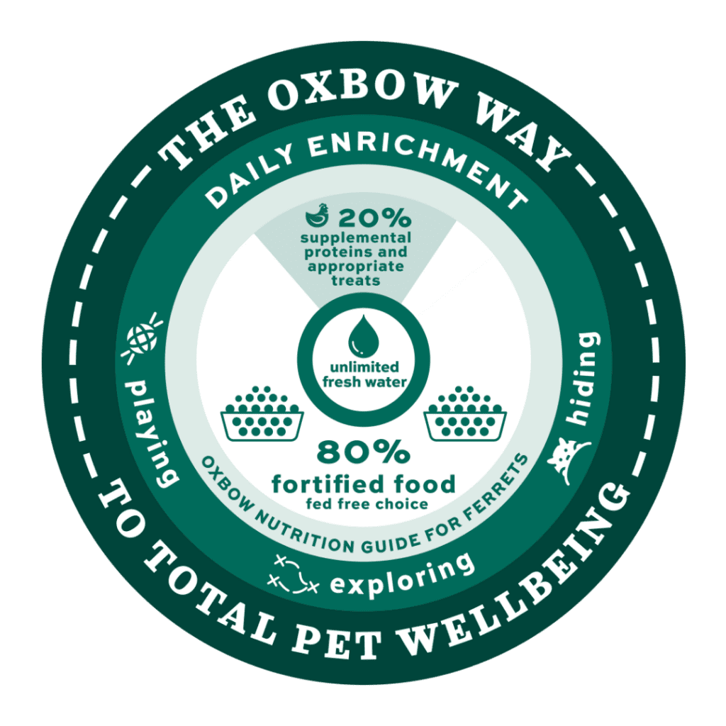 What Do Ferrets Eat?