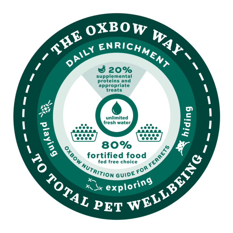 What Do Ferrets Eat?