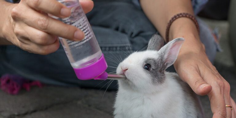 Drinking Water for Rabbits & Guinea Pigs (Pet Parent Guide)